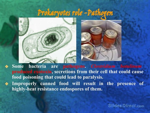 PROKARYOTES | PDF