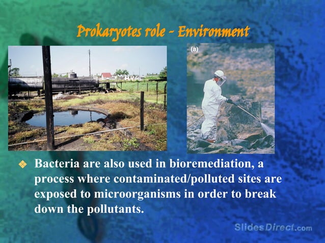 PROKARYOTES | PDF