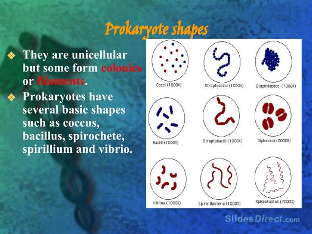PROKARYOTES | PDF