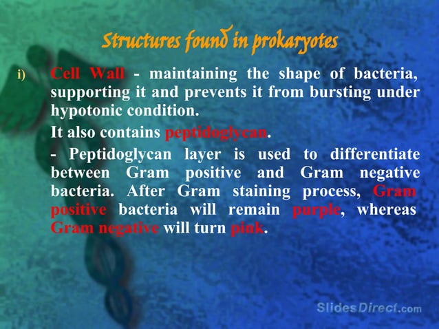 PROKARYOTES | PDF