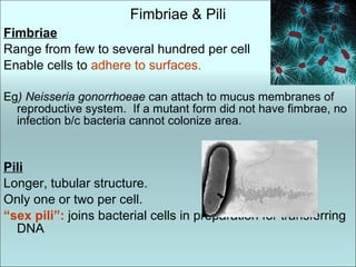 Chapter 4 prokaryotic profiles micro 1 | PPT