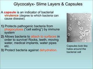 Chapter 4 prokaryotic profiles micro 1 | PPT