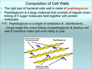 Chapter 4 prokaryotic profiles micro 1 | PPT
