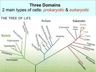 Chapter 4 prokaryotic profiles micro 1 | PPT