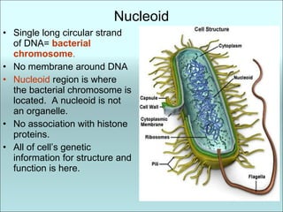 Chapter 4 prokaryotic profiles micro 1 | PPT