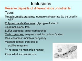 Chapter 4 prokaryotic profiles micro 1 | PPT