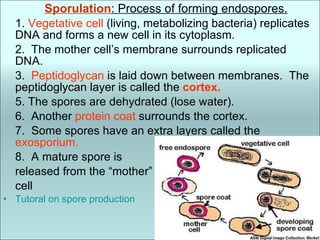 Chapter 4 prokaryotic profiles micro 1 | PPT