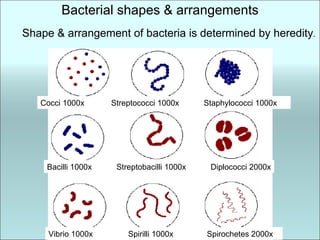 Chapter 4 prokaryotic profiles micro 1 | PPT