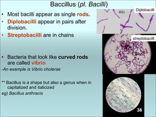 Chapter 4 prokaryotic profiles micro 1 | PPT
