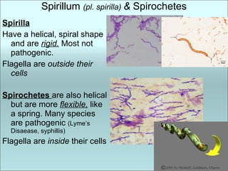 Chapter 4 prokaryotic profiles micro 1 | PPT