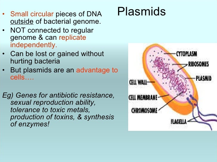 Chapter 4 prokaryotic profiles micro 1