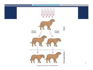 Chapter 4: Radiation Biology | PPTX