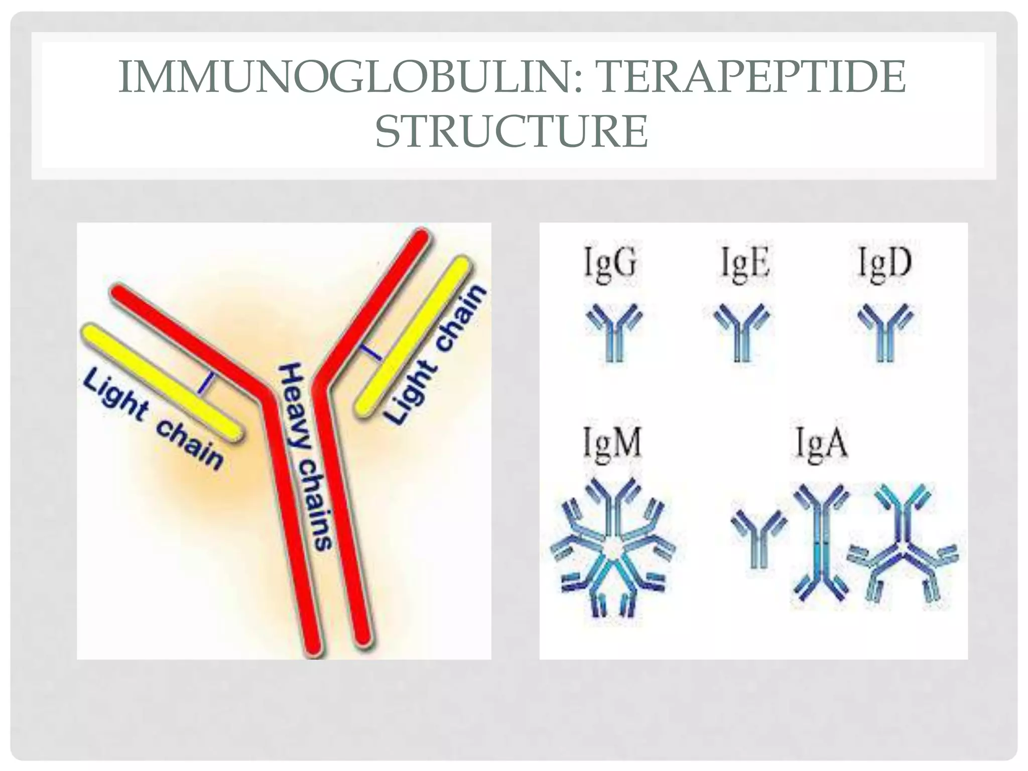 Antibody Structure and Function | PPTX