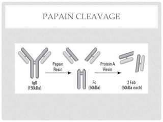 Antibody Structure and Function | PPTX