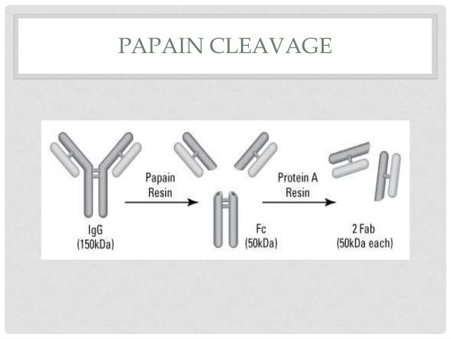 Antibody Structure and Function