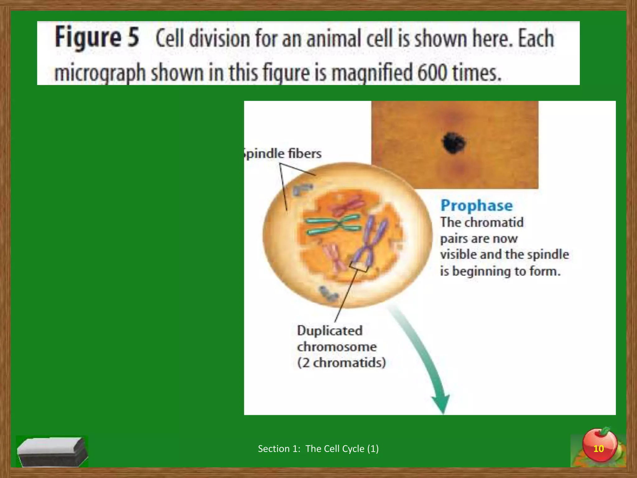 Chapter 4 section 1 (cell divsion and mitosis) | PPTX