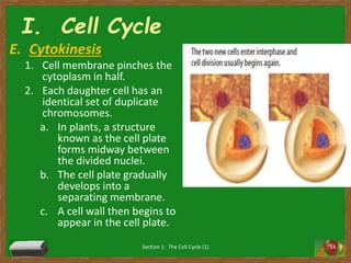 Chapter 4 section 1 (cell divsion and mitosis) | PPTX