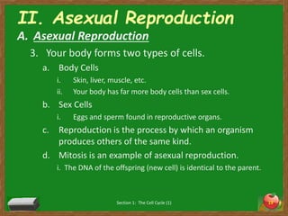 Chapter 4 section 1 (cell divsion and mitosis) | PPT
