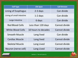 Chapter 4 section 1 (cell divsion and mitosis) | PPT