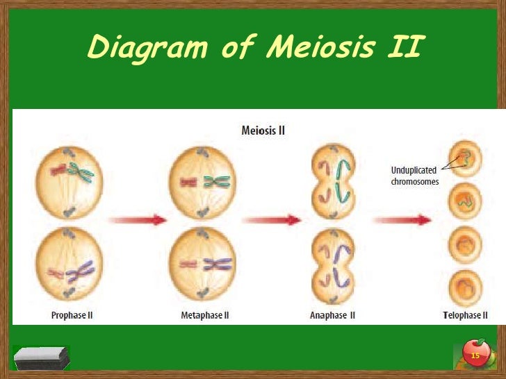 2n4 Meiosis Diagram