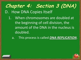 Chapter 4 section 3 (dna) | PPTX