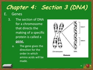 Chapter 4 section 3 (dna) | PPTX