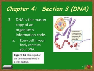 Chapter 4 section 3 (dna) | PPTX