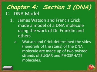 Chapter 4 section 3 (dna) | PPTX