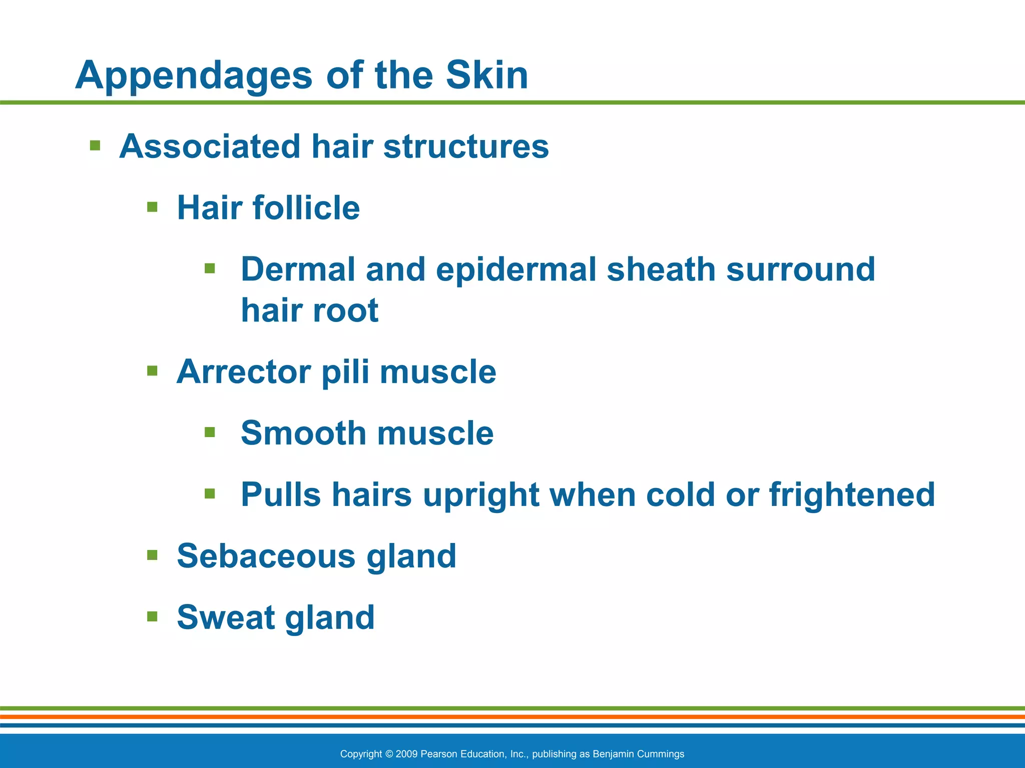 Chapter 4 skin power point | PPTX