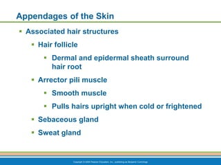 Chapter 4 skin power point | PPTX