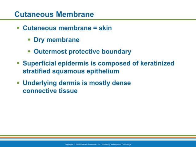 Chapter 4 skin power point | PPTX