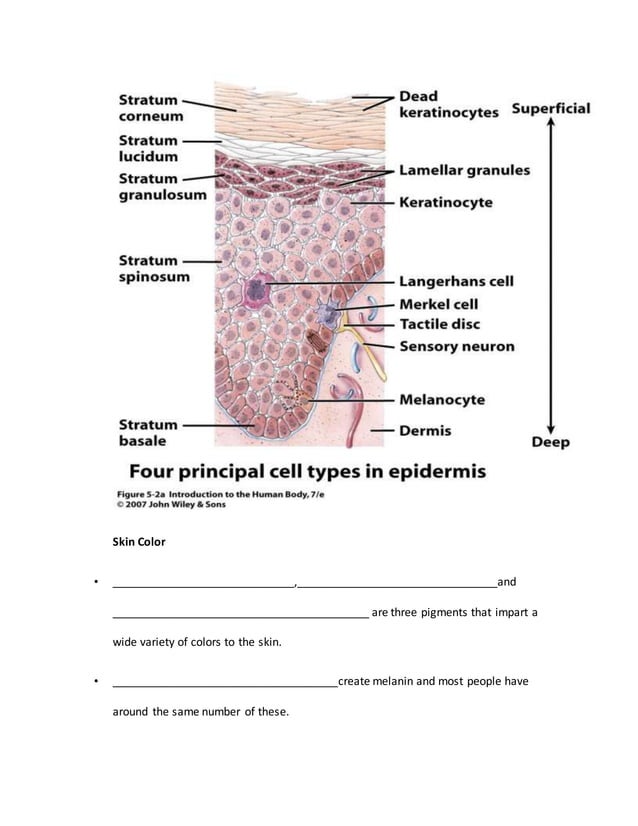 Chapter 4 tissues and chapter 5 integumentary system note guide