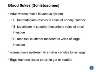 Chapter 4 Trematodes (blood Flukes).pptx