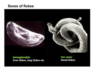 Chapter 4 Trematodes (blood Flukes).pptx