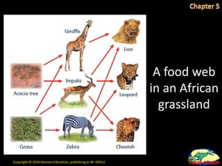African Wild Dog Food Web
