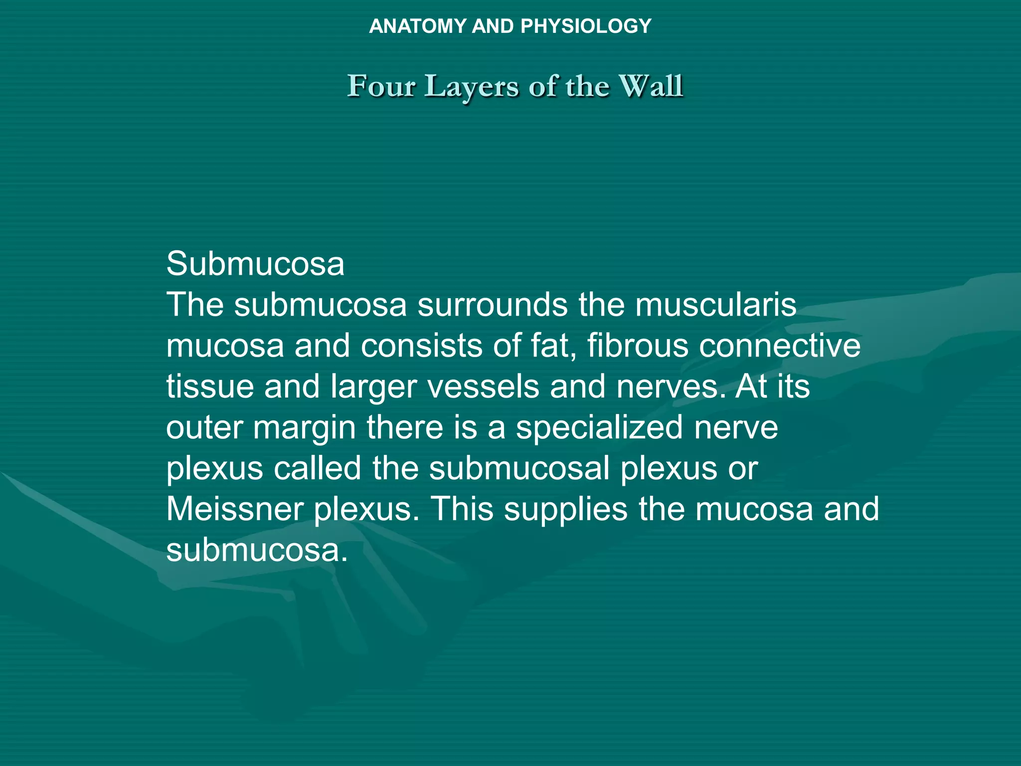 Anatomy and Physiology: Gastrointestinal Tract | PPT