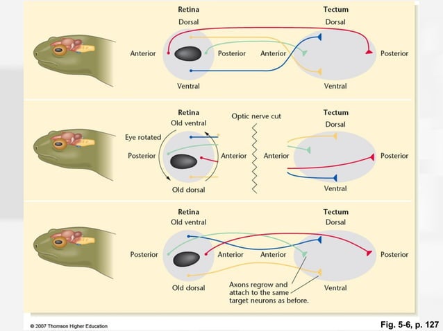 Chapter5 Power Point Lecture | PPT