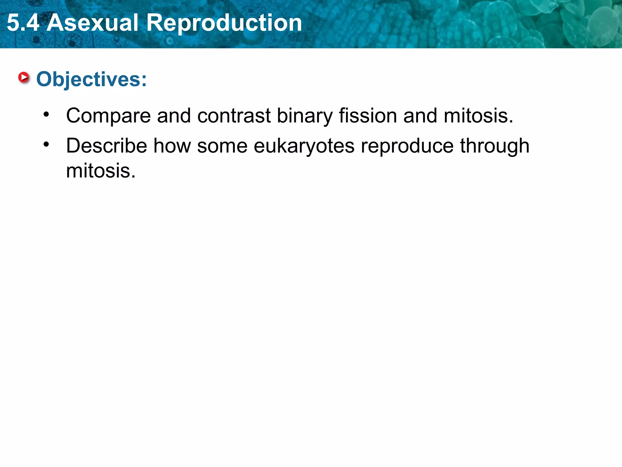 Chapter 5.4 asexual reproduction | PPT