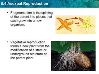 Chapter 5.4 asexual reproduction | PPT