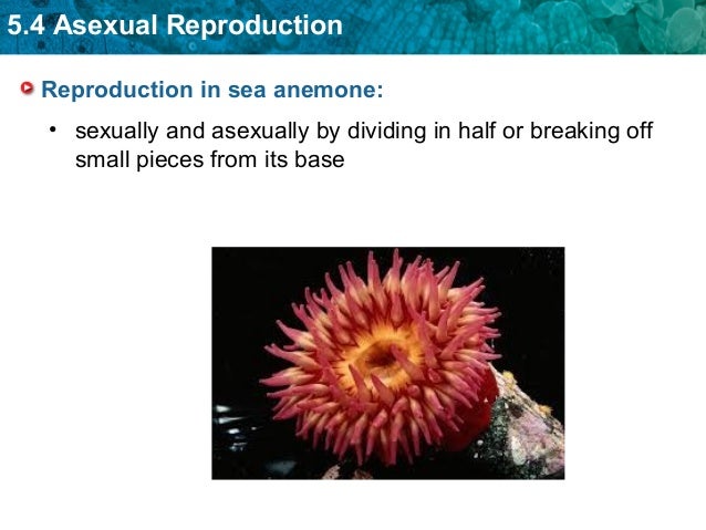 Chapter 5.4 asexual reproduction