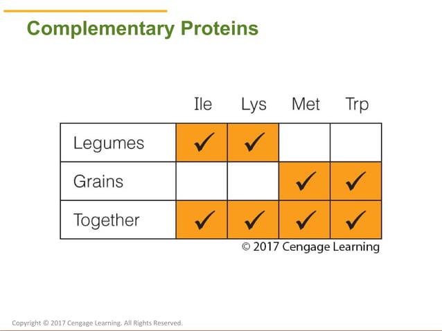 Chapter 5: Protein | PPT