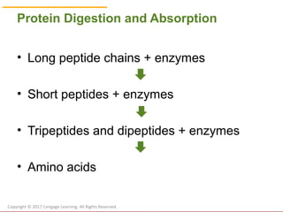 Chapter 5: Protein | PPT
