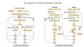Metabolic Regulation | PPTX