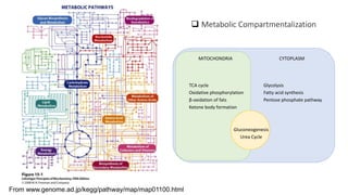Metabolic Regulation | PPTX