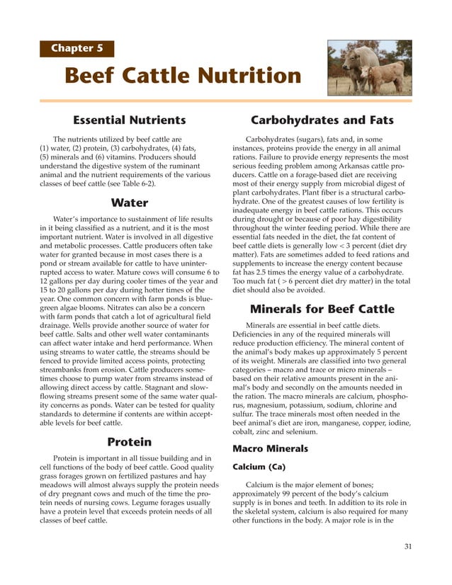 Beef Cattle Nutrition | PDF