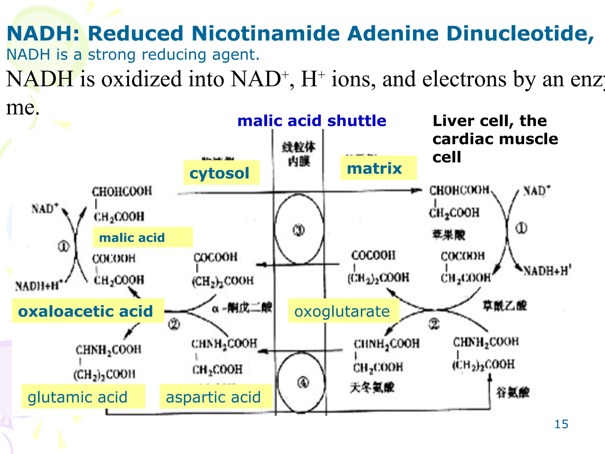 Chapter5-2 2Aerobic cellular respiration and peroxisomes.ppt