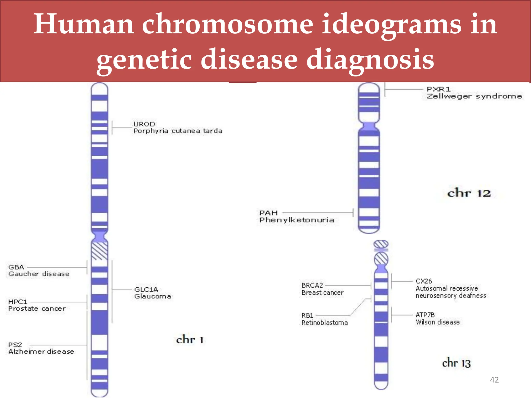 chapter 5. xms banding and karyotyping.pptx