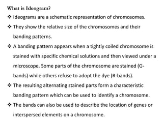 chapter 5. xms banding and karyotyping.pptx