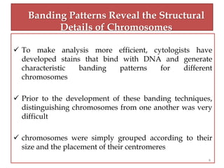 chapter 5. xms banding and karyotyping.pptx
