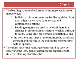 chapter 5. xms banding and karyotyping.pptx